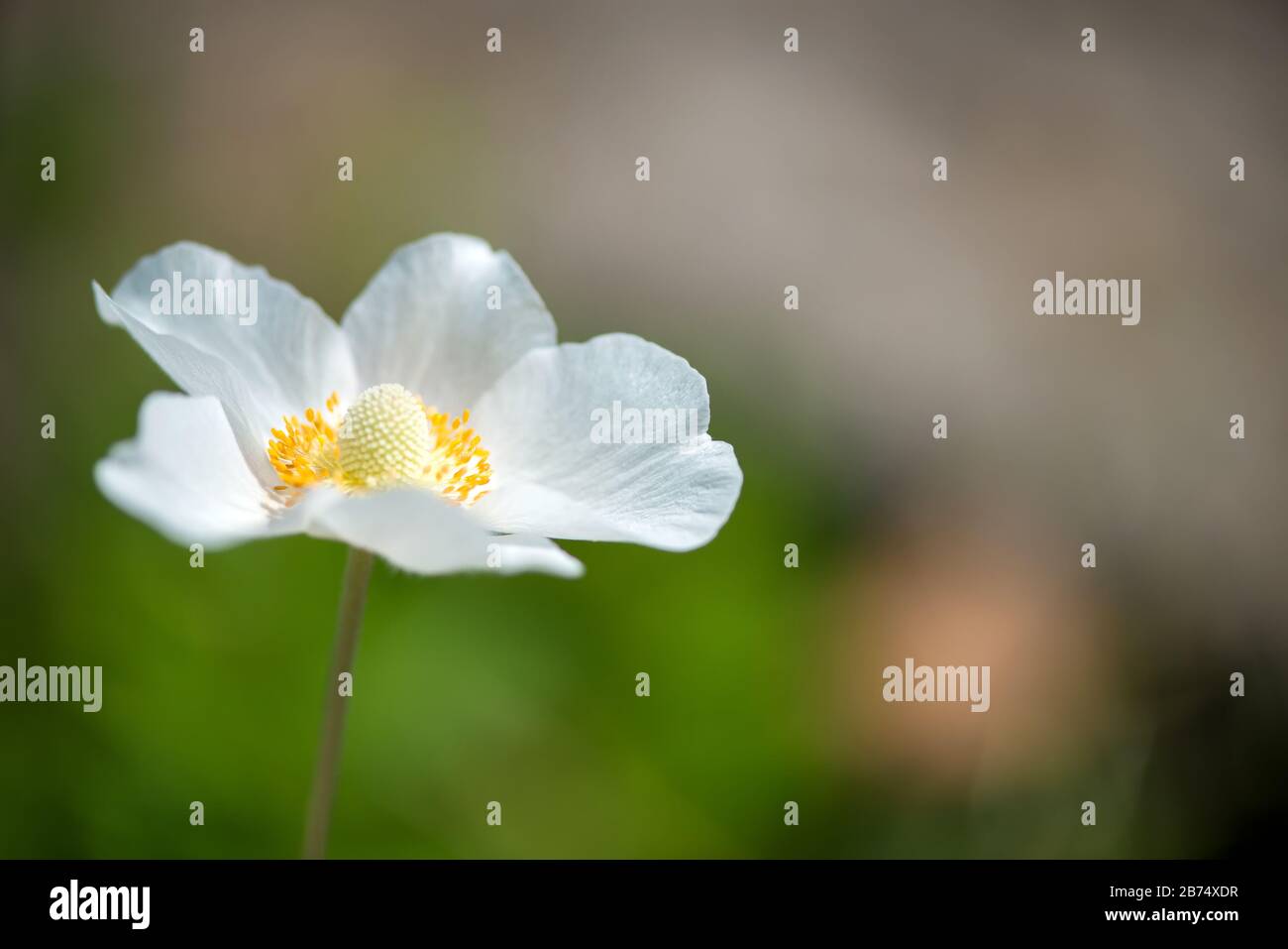 Anemone sylvestris snowdrop in hi-res stock photography and images - Alamy