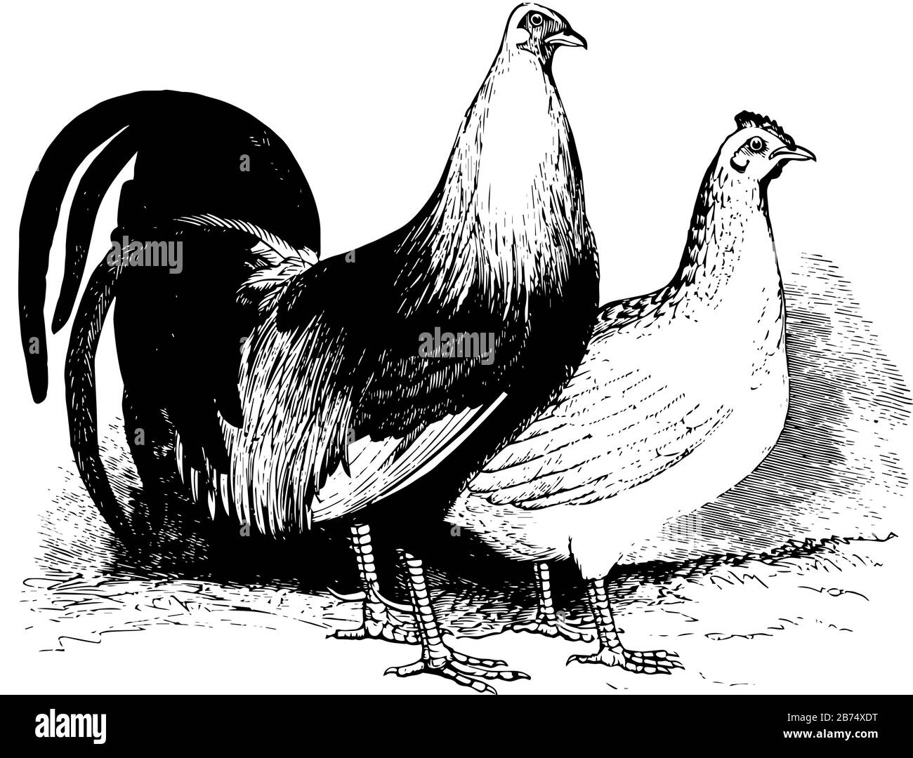 This illustration represents Game Fowl, vintage line drawing or ...