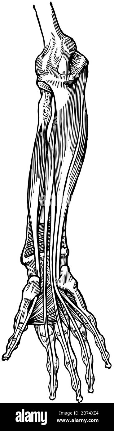 This illustration represents Muscles of the forearm, vintage line ...