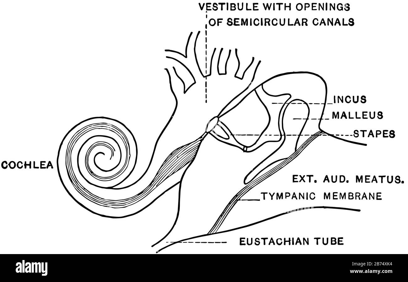 Internal ear drawing Black and White Stock Photos & Images - Alamy