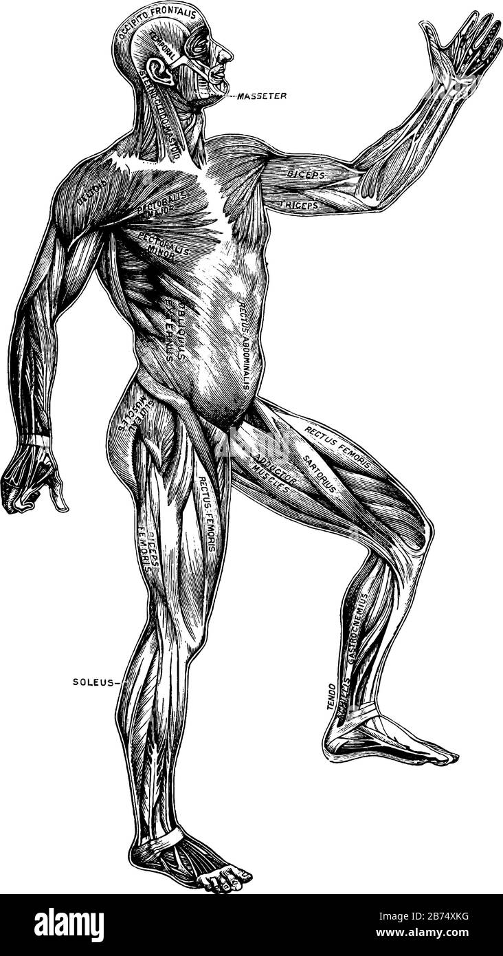 Superficial muscles of the body Stock Vector Images - Alamy