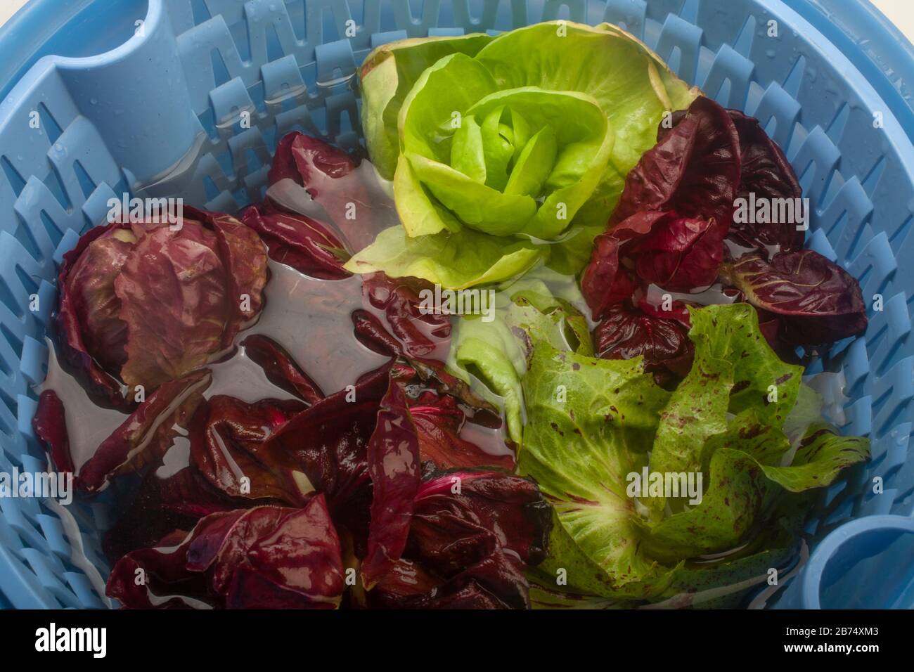 Chicory in water hi-res stock photography and images - Alamy