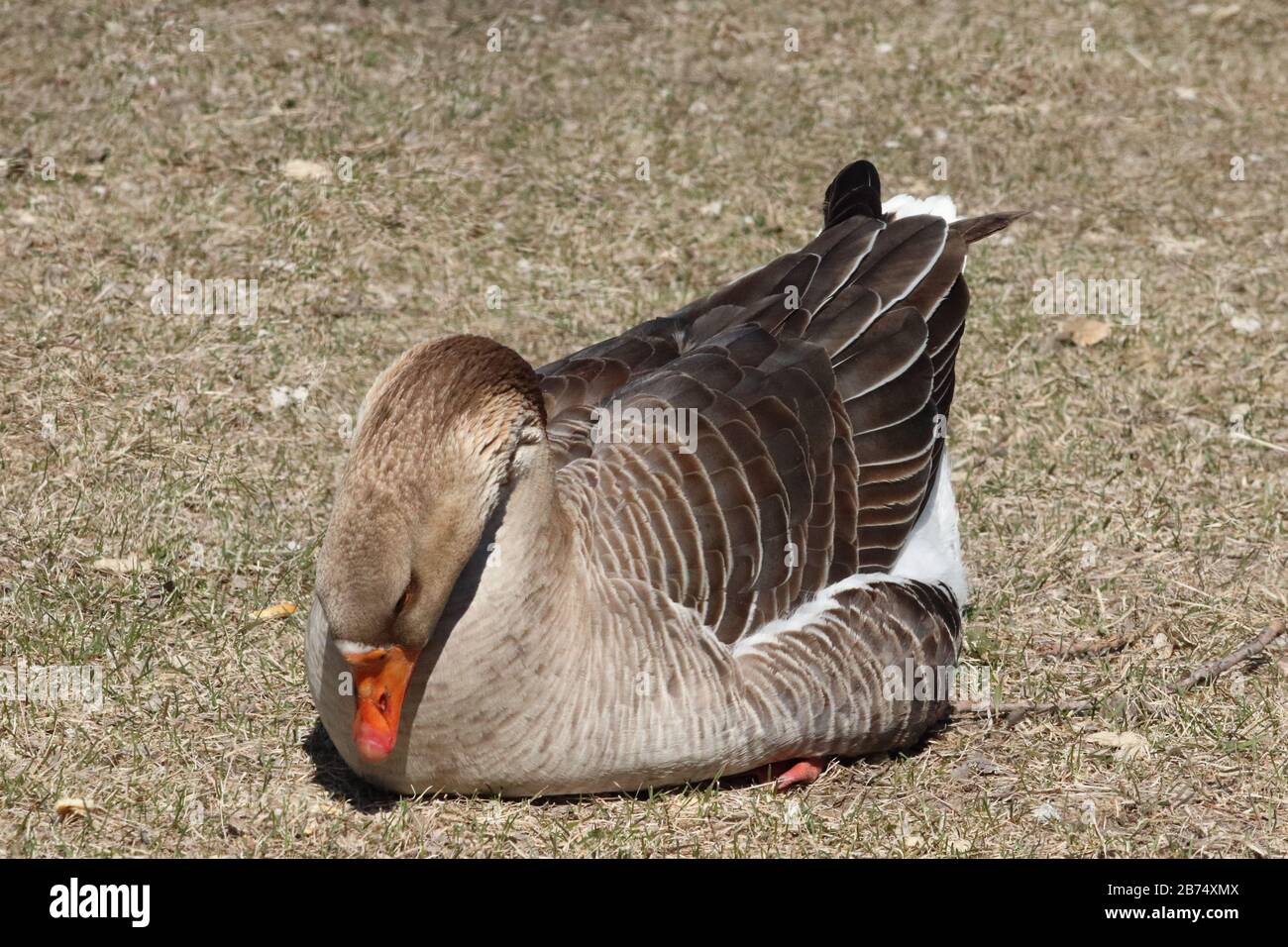 Canada goose foot closeup hi-res stock photography and images - Alamy
