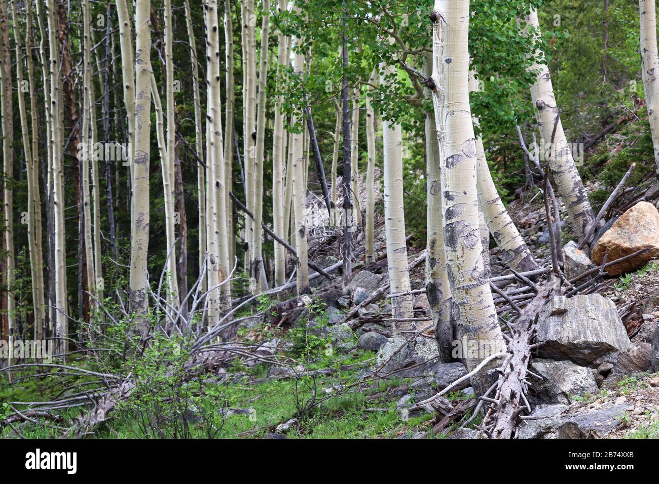 American aspen tree hi-res stock photography and images - Alamy