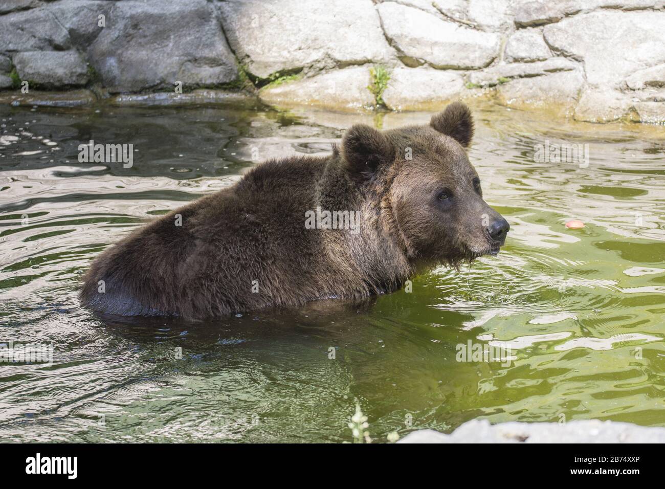 Cute big brown bear swimming in a small pond Stock Photo - Alamy
