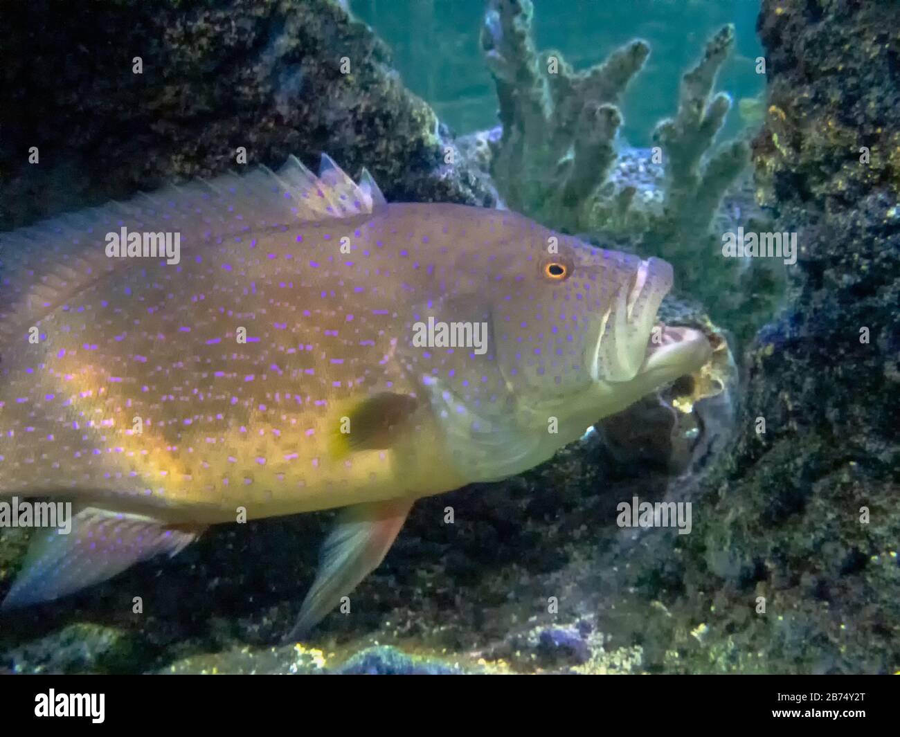 A Lyretail Grouper (Variola louti Stock Photo - Alamy