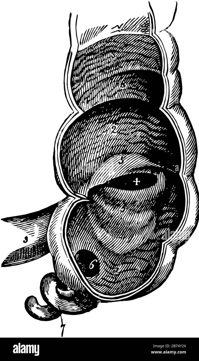 This diagram represents caecum of the large intestine, vintage line ...