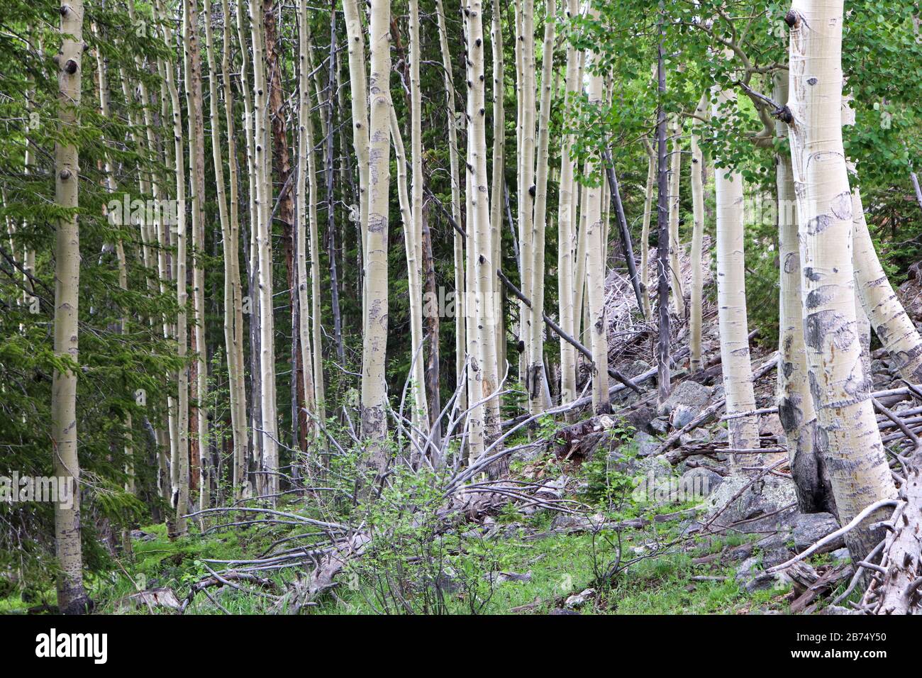 American aspen tree hi-res stock photography and images - Alamy