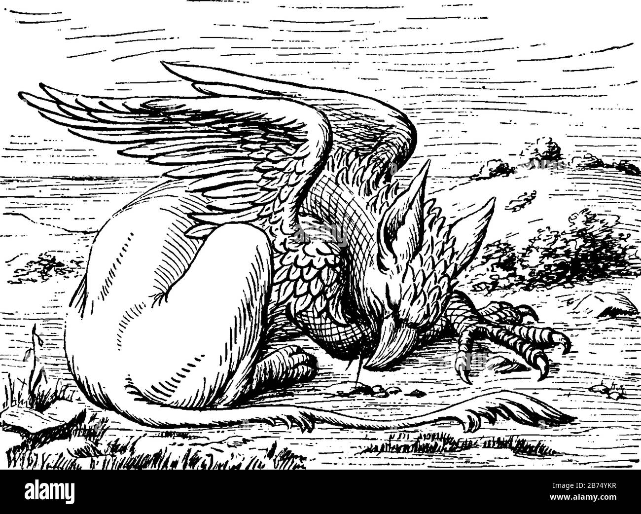 Mock turtle hi-res stock photography and images - Alamy