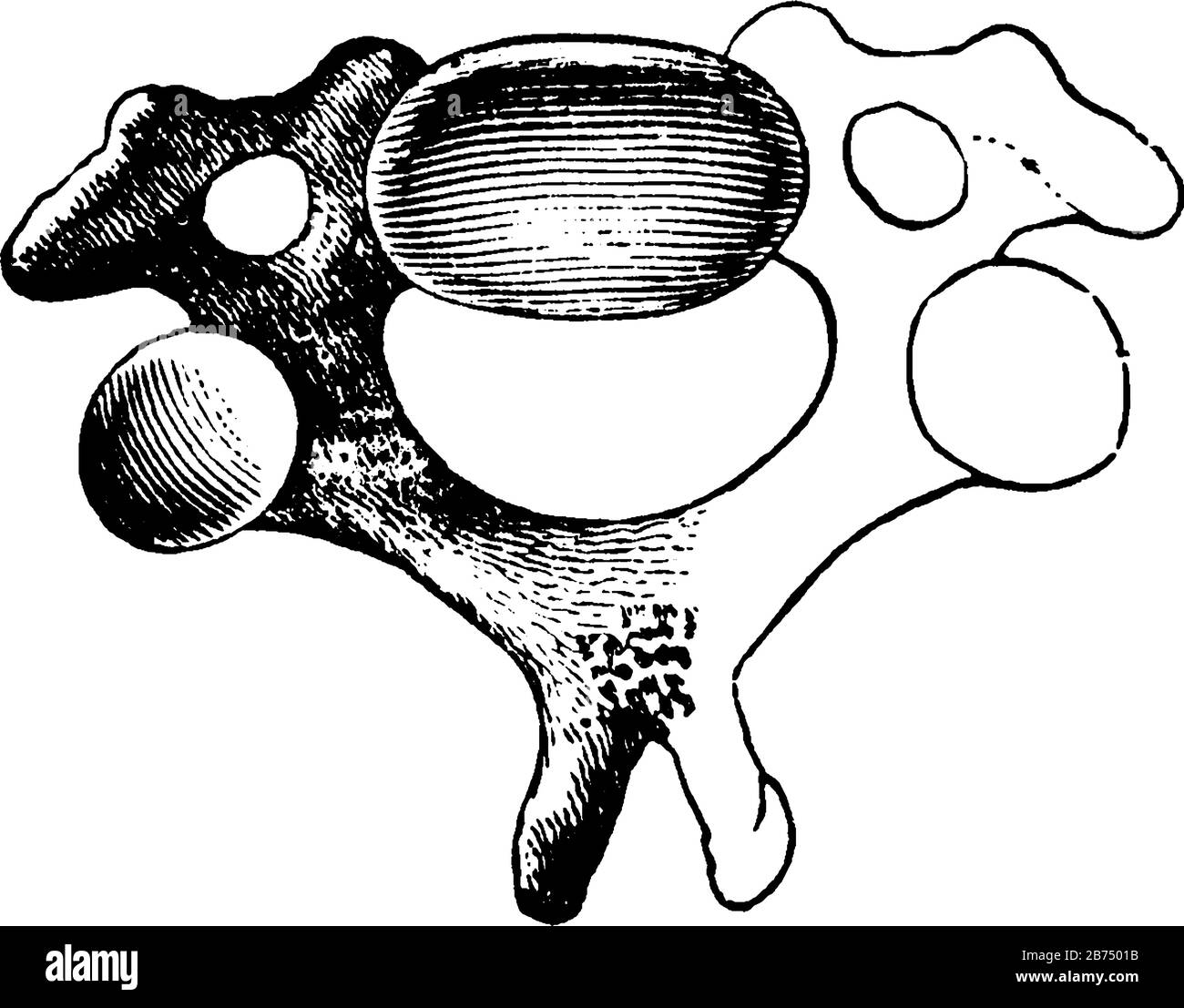 Cervical vertebra drawing hi-res stock photography and images - Alamy