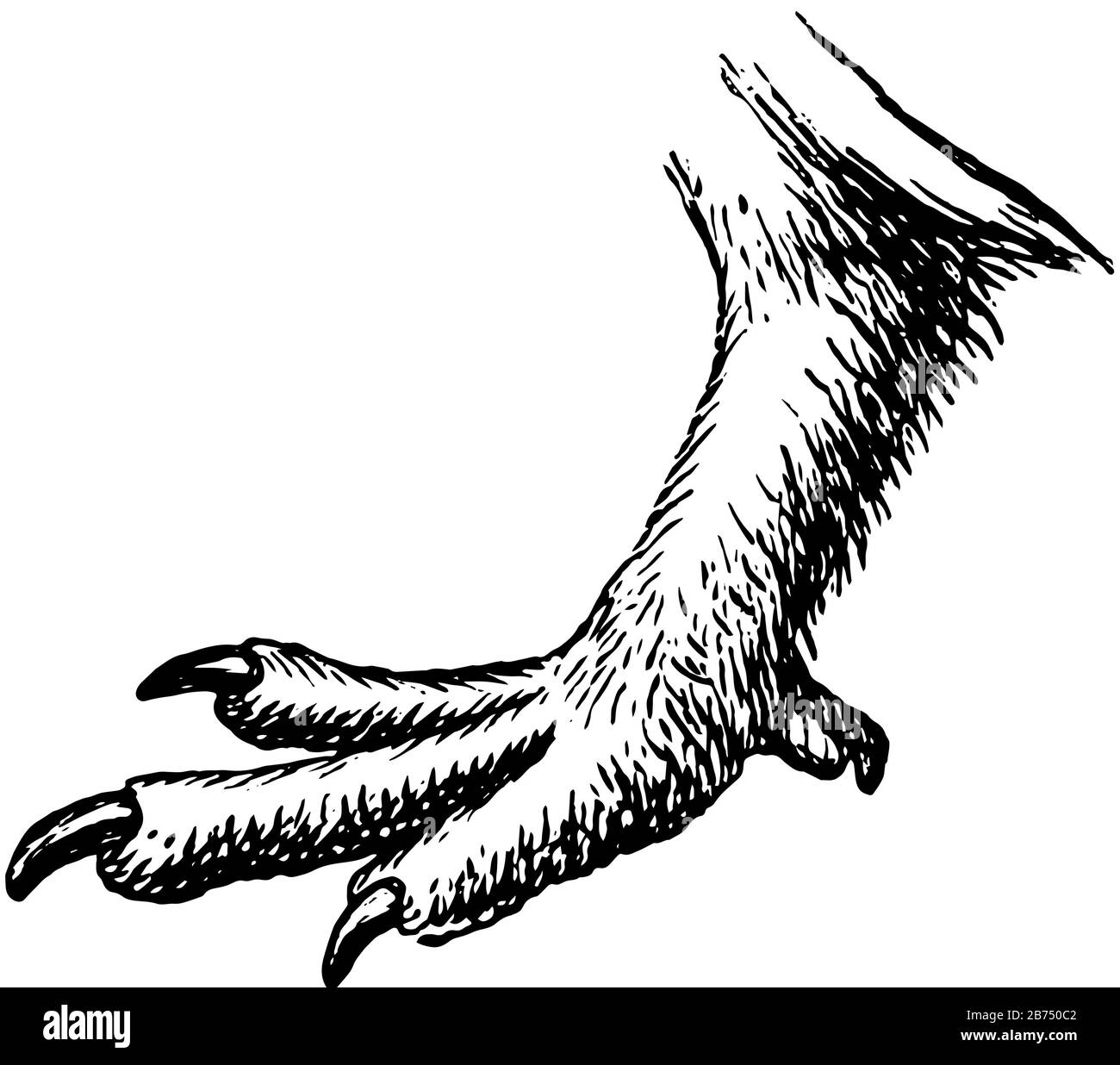 This image represents Moorfowl Claw, vintage line drawing or engraving ...