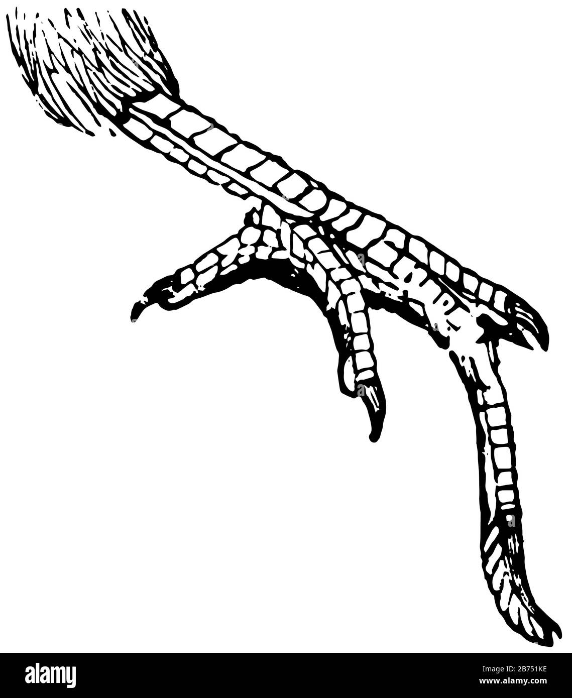 Sucker foot Stock Vector Images - Alamy