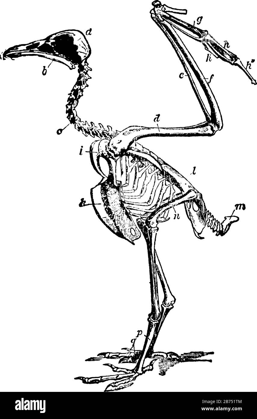 Vulture Skeleton to show bones of bird which is post orbital process ...