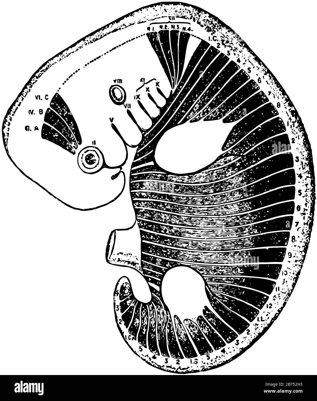 This illustration represents Myotomes in an Embryo, vintage line ...