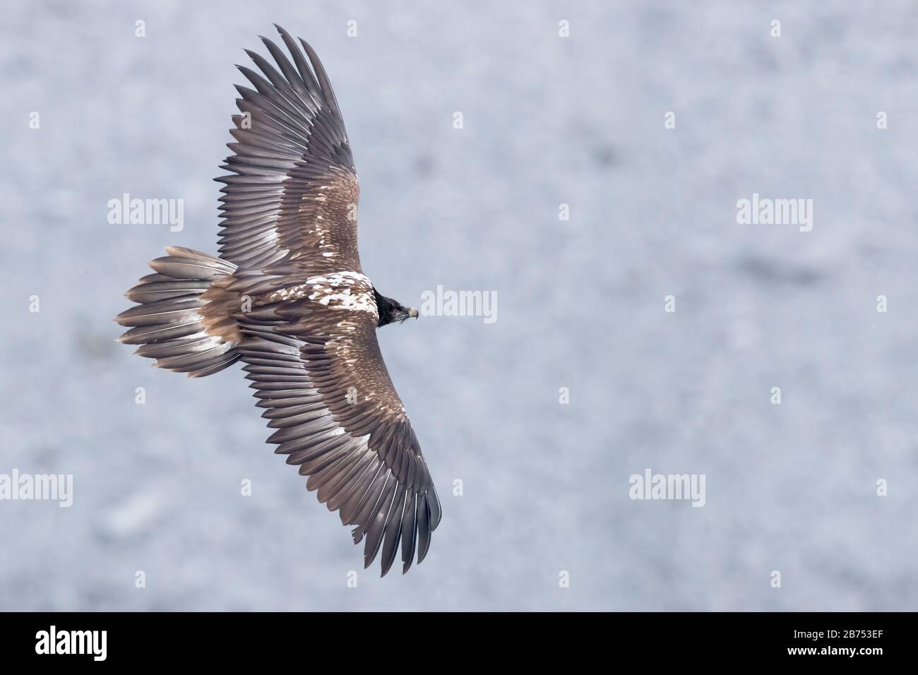 Bearded Vulture Flight