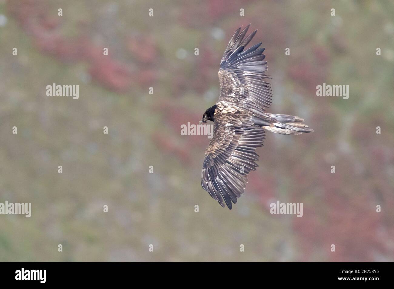 Bearded Vulture (Gypaetus barbatus), juvenile in flight seen from above ...