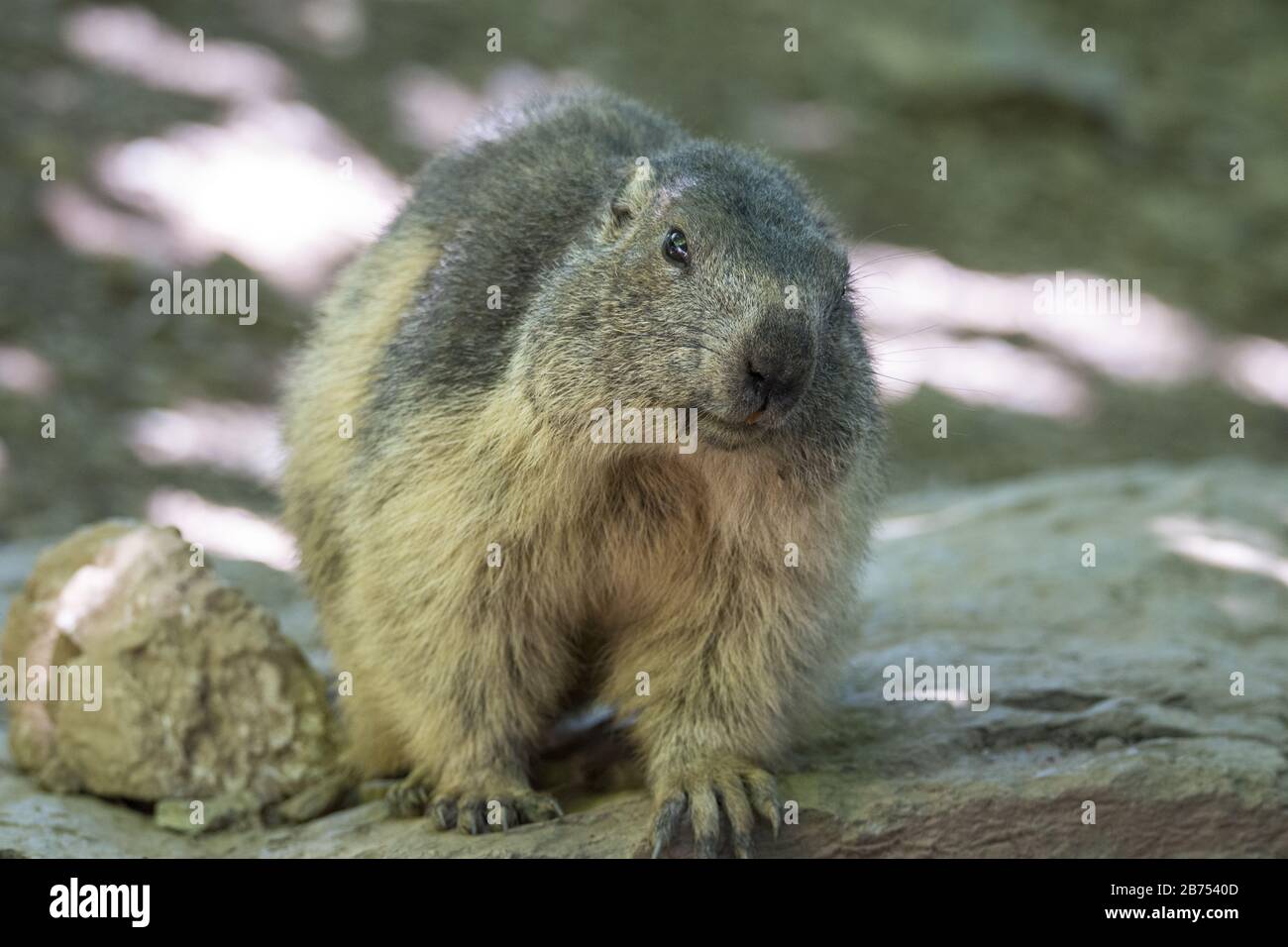 Closeup groundhog shot hi-res stock photography and images - Alamy