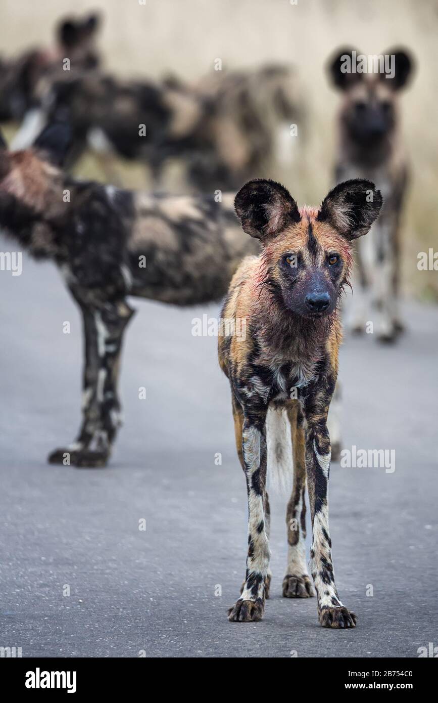 Blood on fur hi-res stock photography and images - Alamy