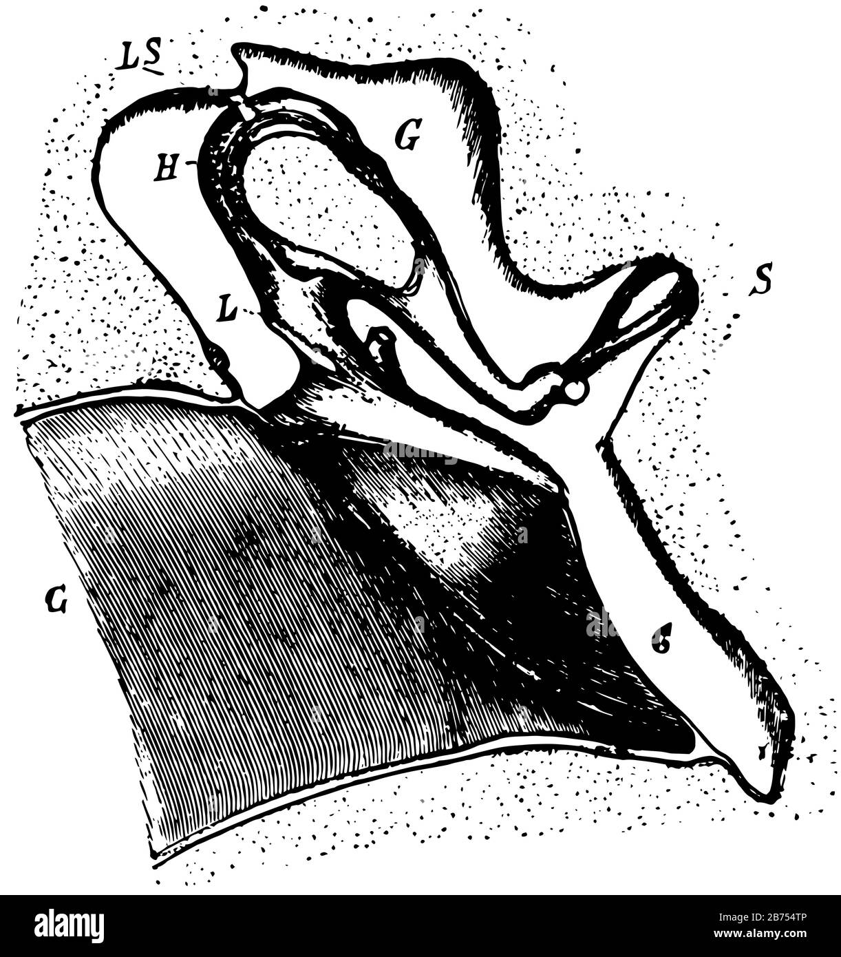 Middle ear hi-res stock photography and images - Alamy