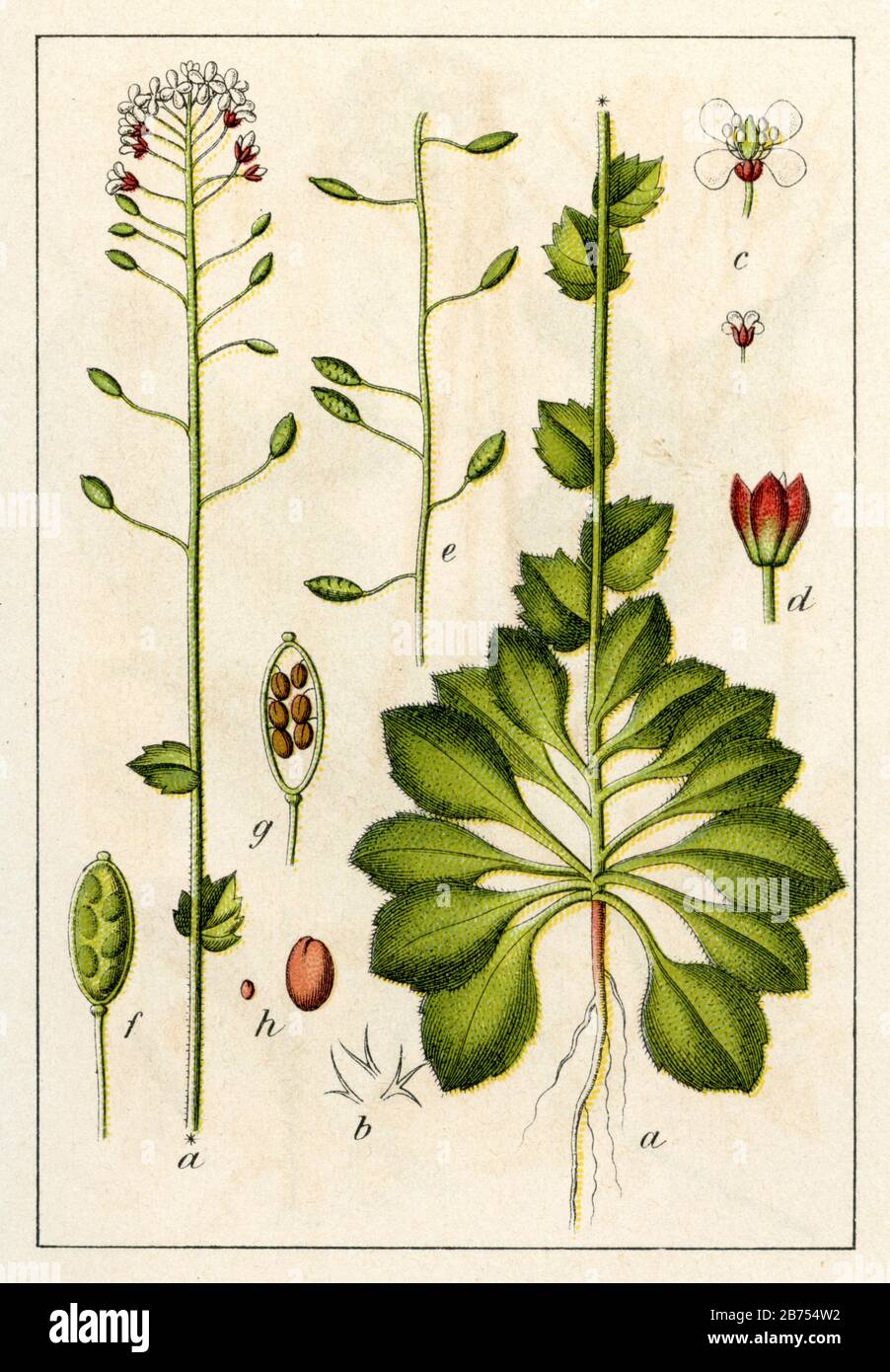 Vernal whitlow grass hi-res stock photography and images - Alamy