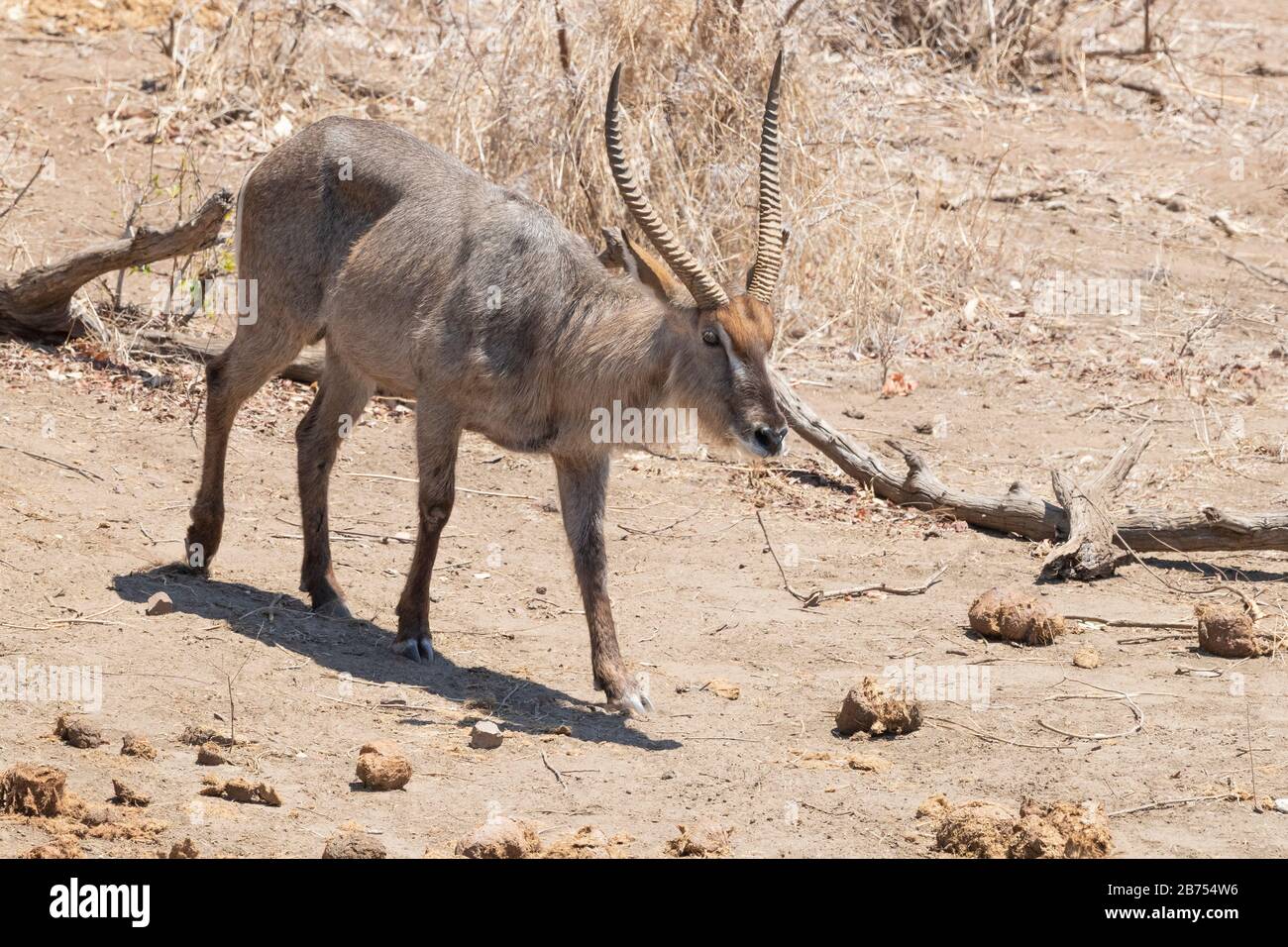 Waterbuck (Kobus ellipsiprymnus), adult male walking, Mpumalanga, South ...