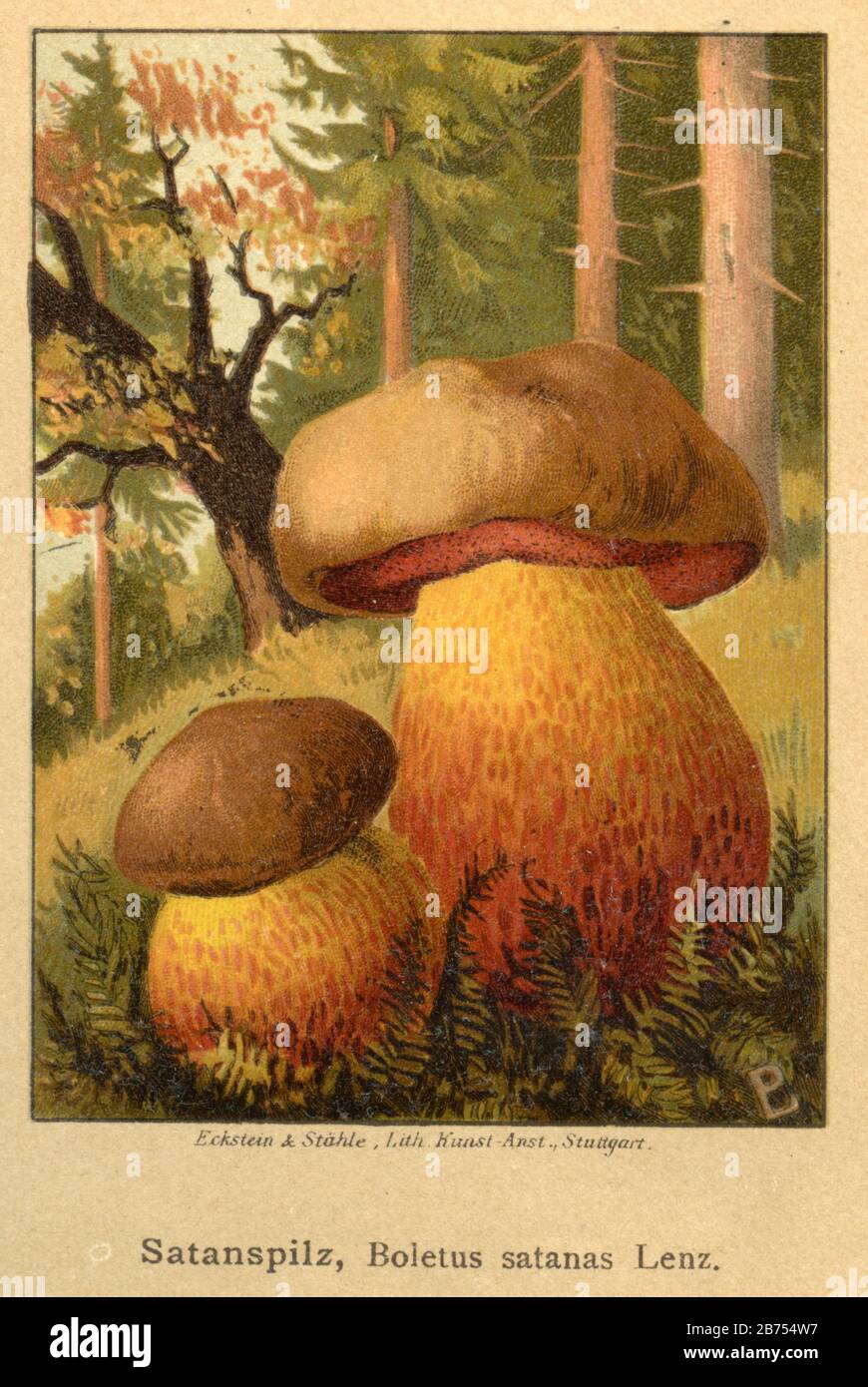 Satan's bolete or the Devil's bolete Rubroboletus satanas Syn. Boletus ...