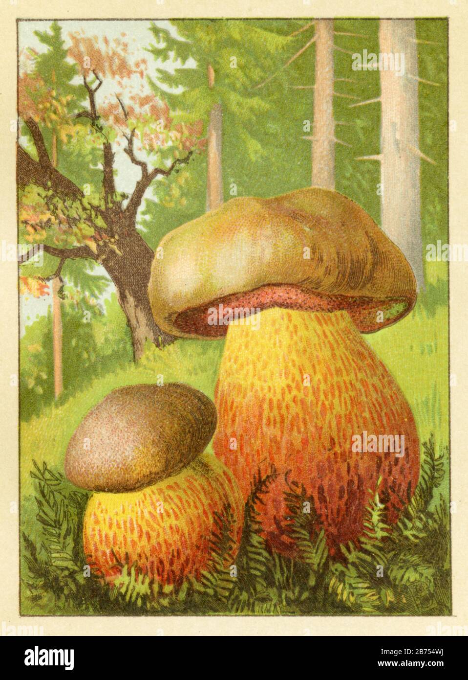 Satan's bolete or the Devil's bolete Rubroboletus satanas Syn. Boletus ...