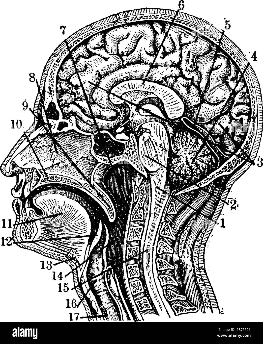 Section through the Head and Neck on the Median Line, vintage line ...
