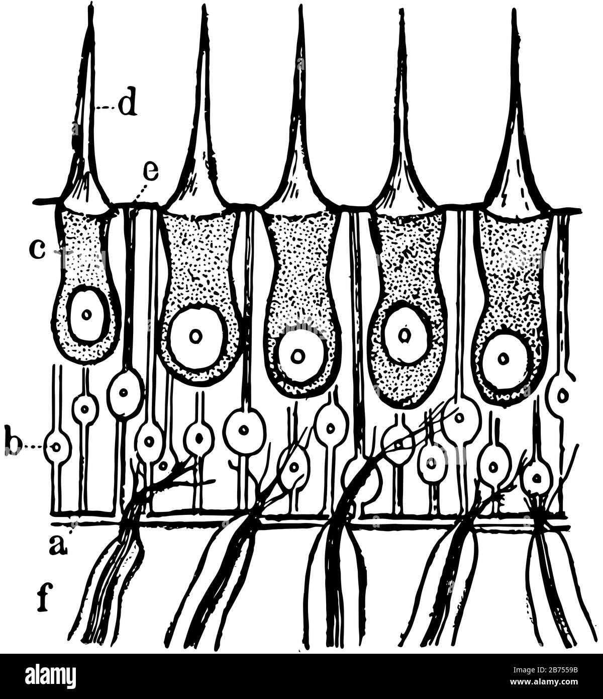 This illustration represents Sense of Equilibrium, vintage line drawing ...