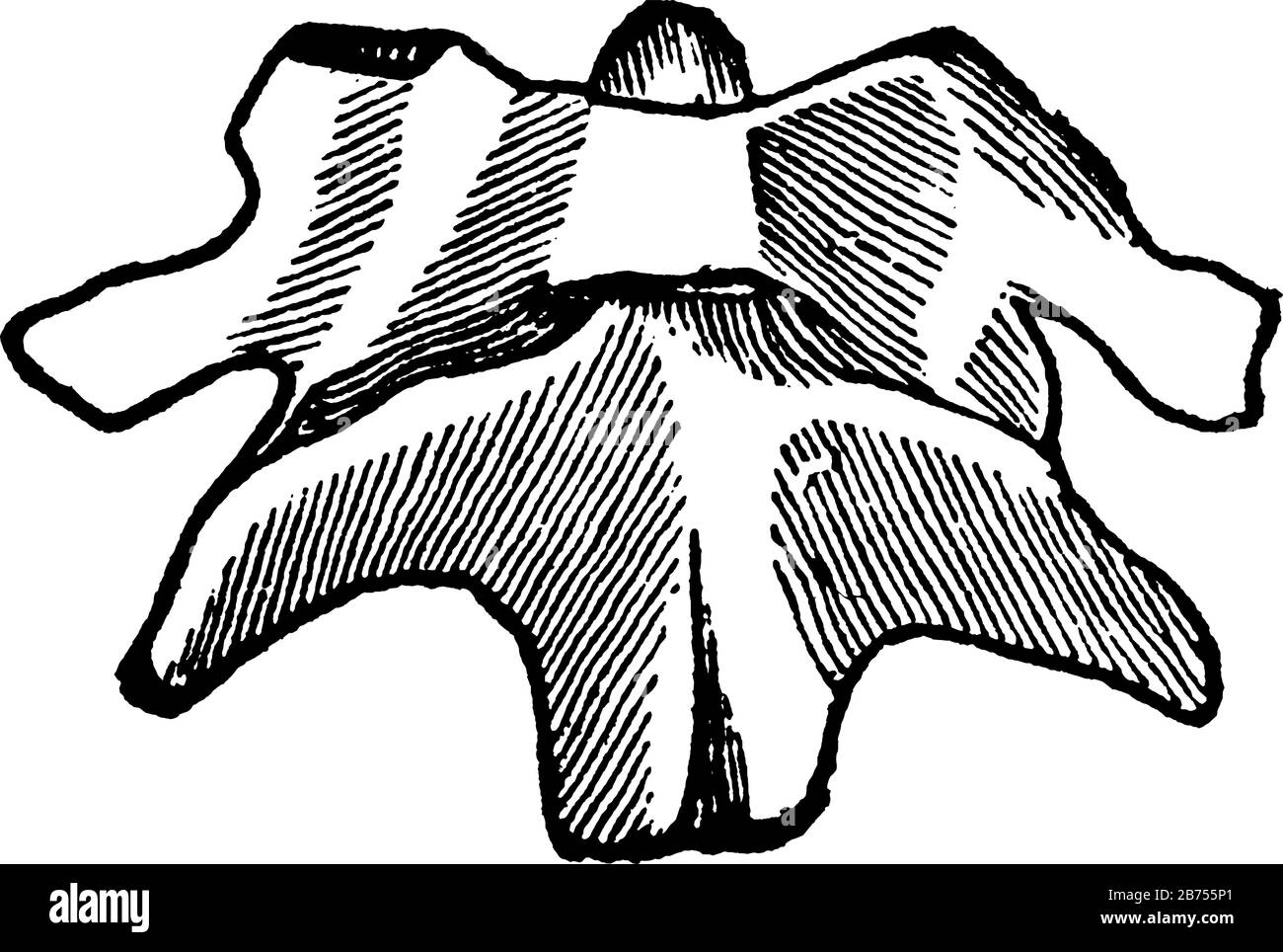 This illustration represents Upper Two Vertebrae, vintage line drawing ...