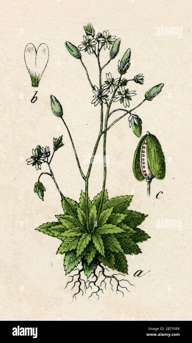 Vernal whitlow grass hi-res stock photography and images - Alamy