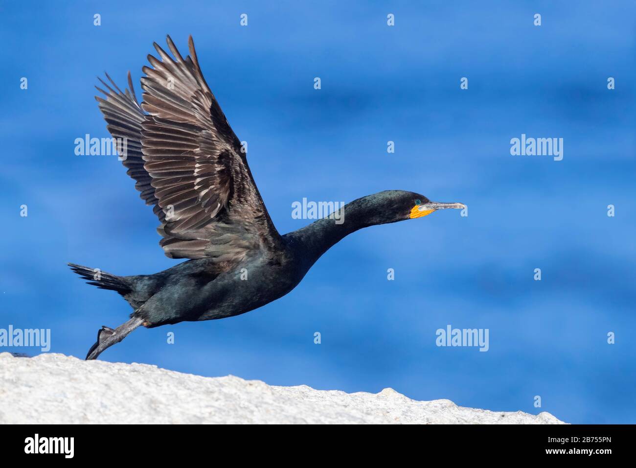 Cape Cormorant (Phalacrocorax capensis), side view of an adult at take ...