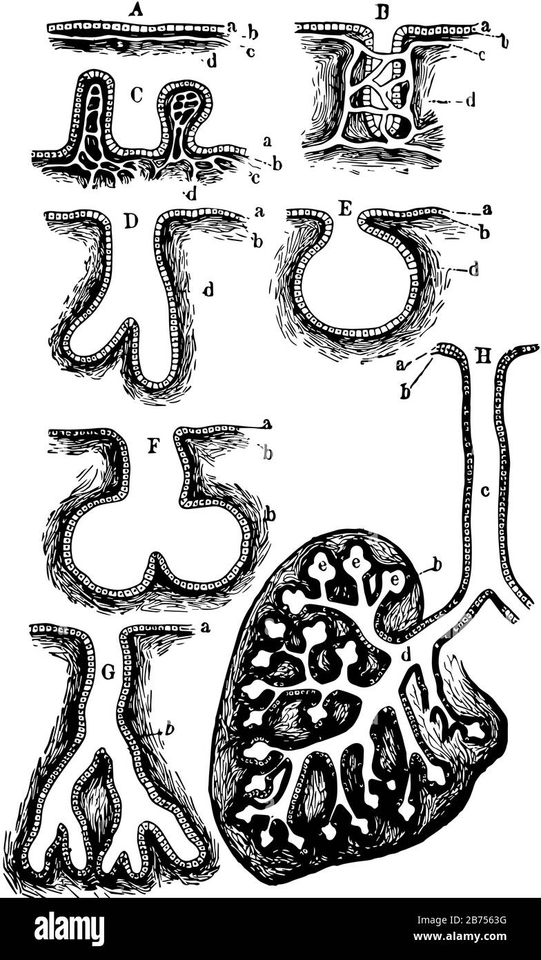 This diagram represents Forms of Glands, vintage line drawing or ...