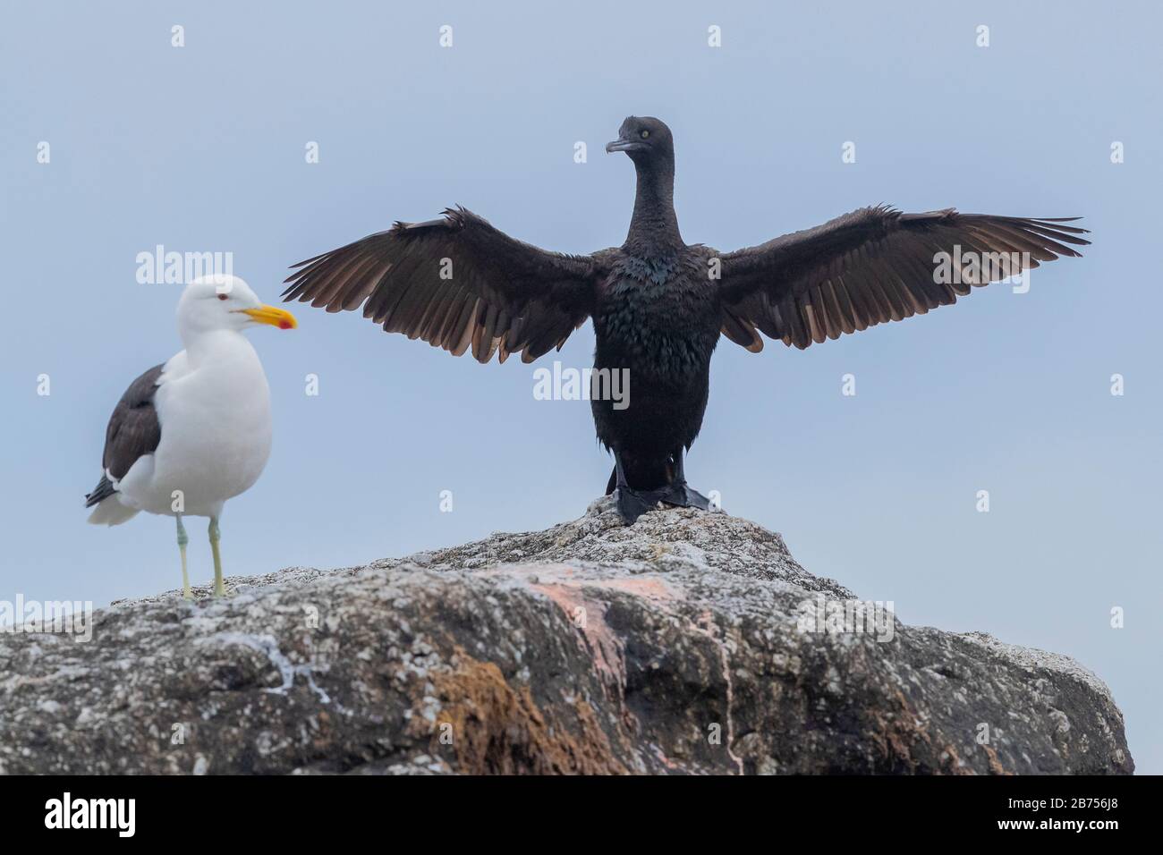 Bank Cormorant (Phalacrocorax neglectus), juvenile standing on a rock ...