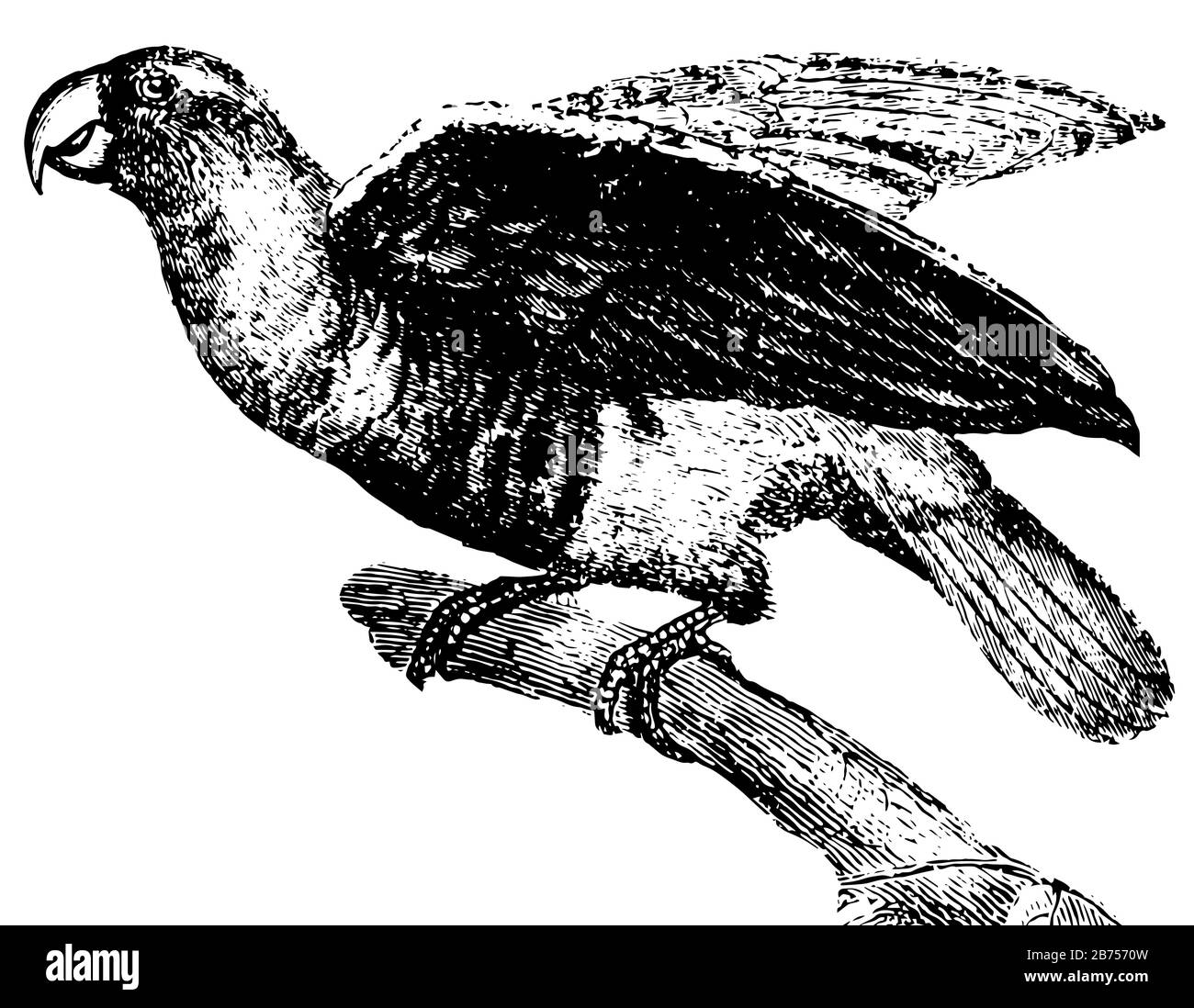Parrot drawing hi-res stock photography and images - Alamy