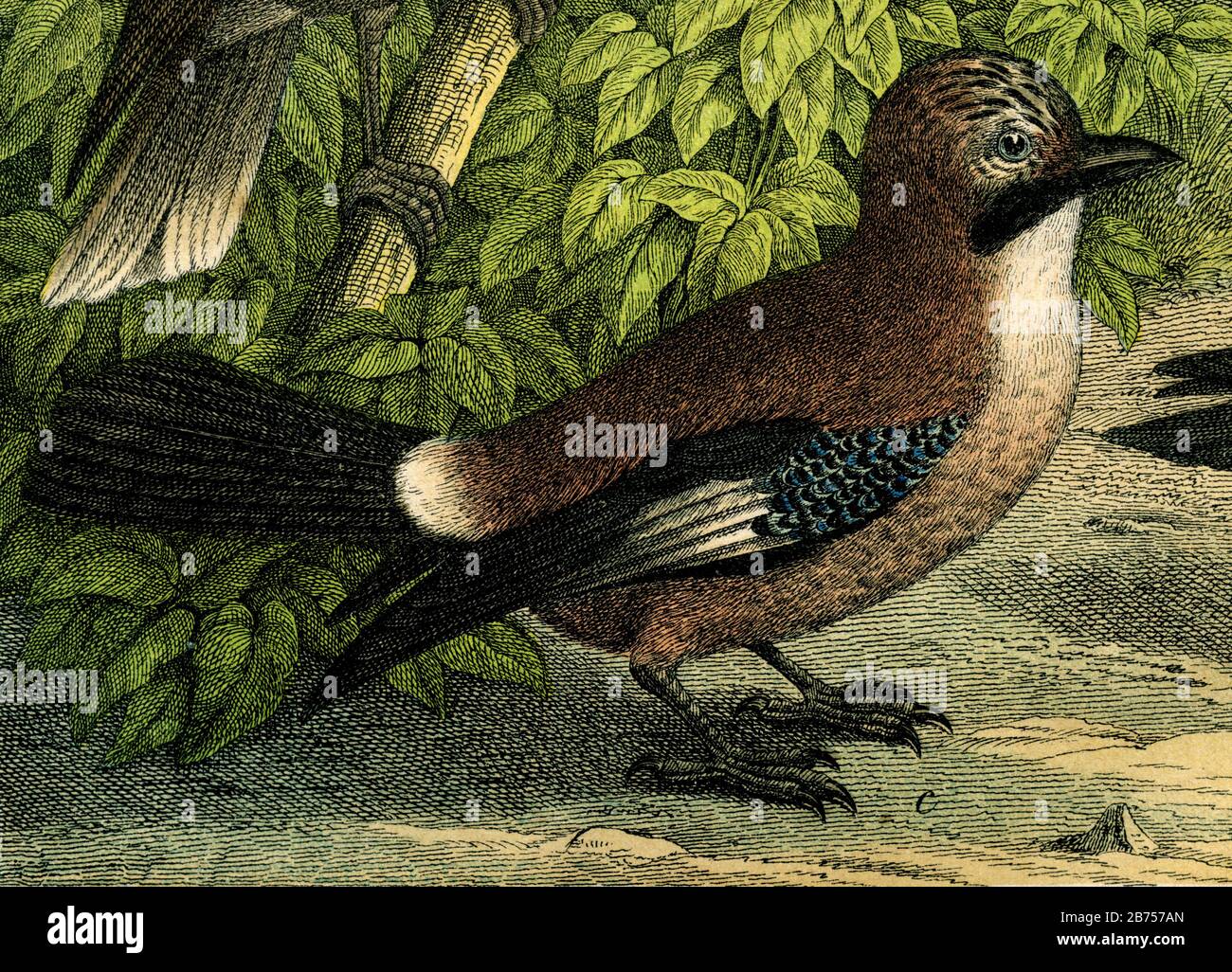 Elster jay hi-res stock photography and images - Alamy