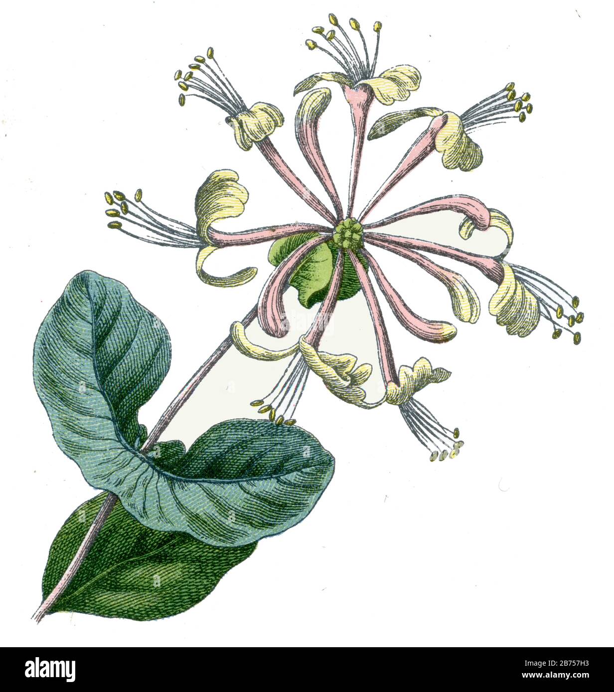 Honeysuckle drawing Cut Out Stock Images & Pictures - Alamy