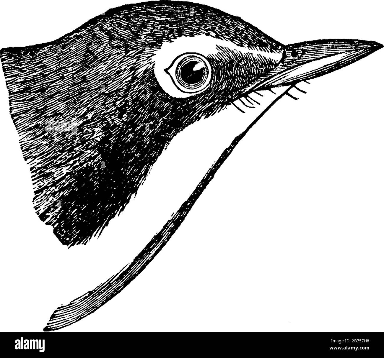 Warbler vector Cut Out Stock Images & Pictures - Alamy