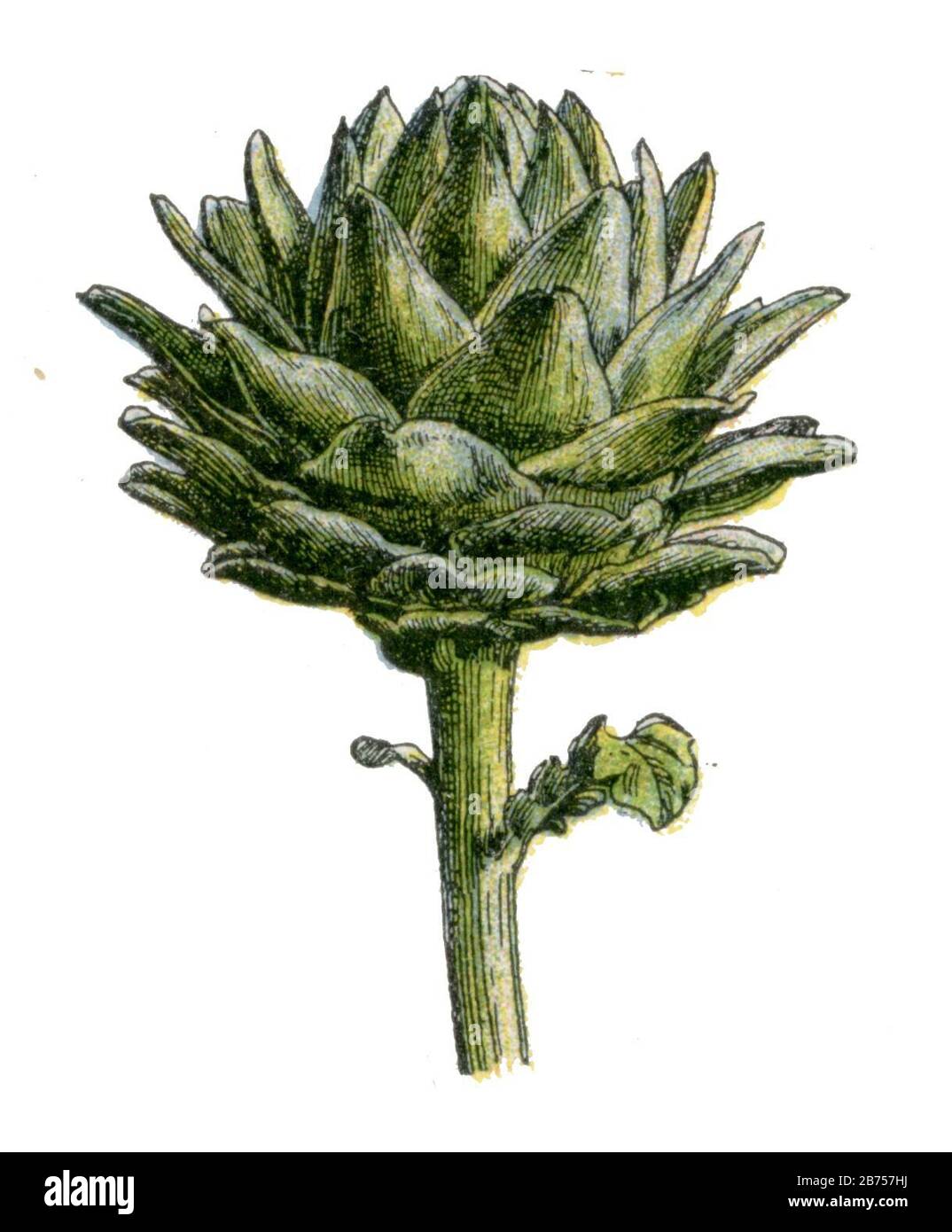 , Millot, Adolphe (1857-1921 Stock Photo - Alamy