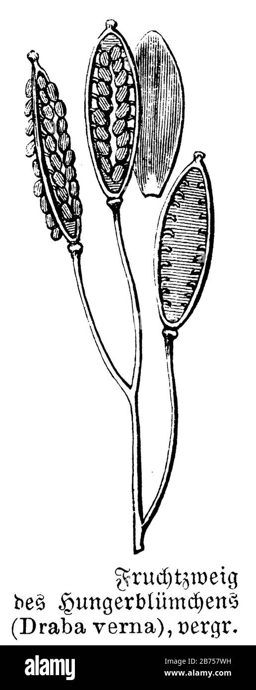 Wood whitlow grass hi-res stock photography and images - Alamy