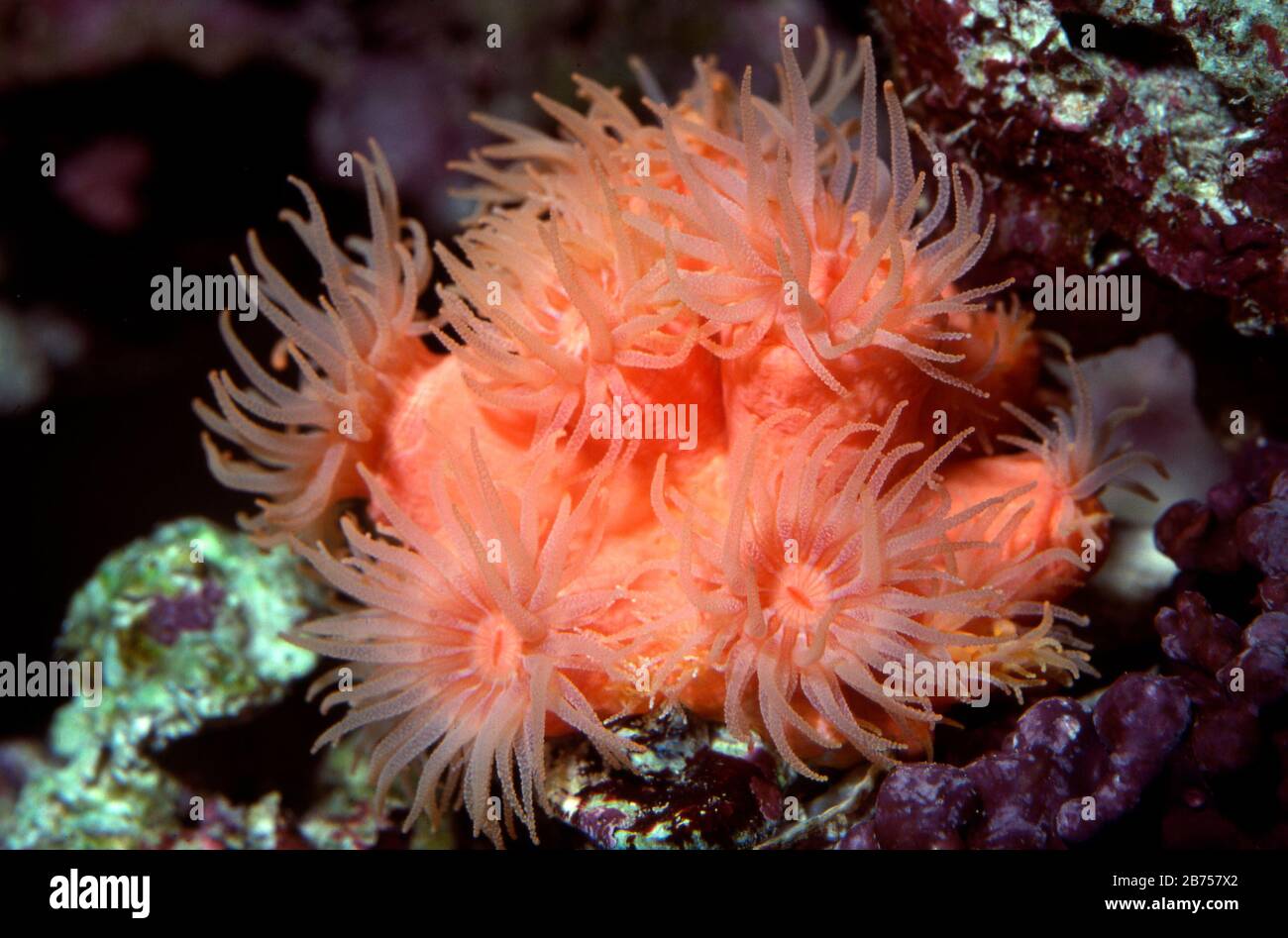 Closeup of Coral polyps underwater off Maui, Hawaii Stock Photo - Alamy