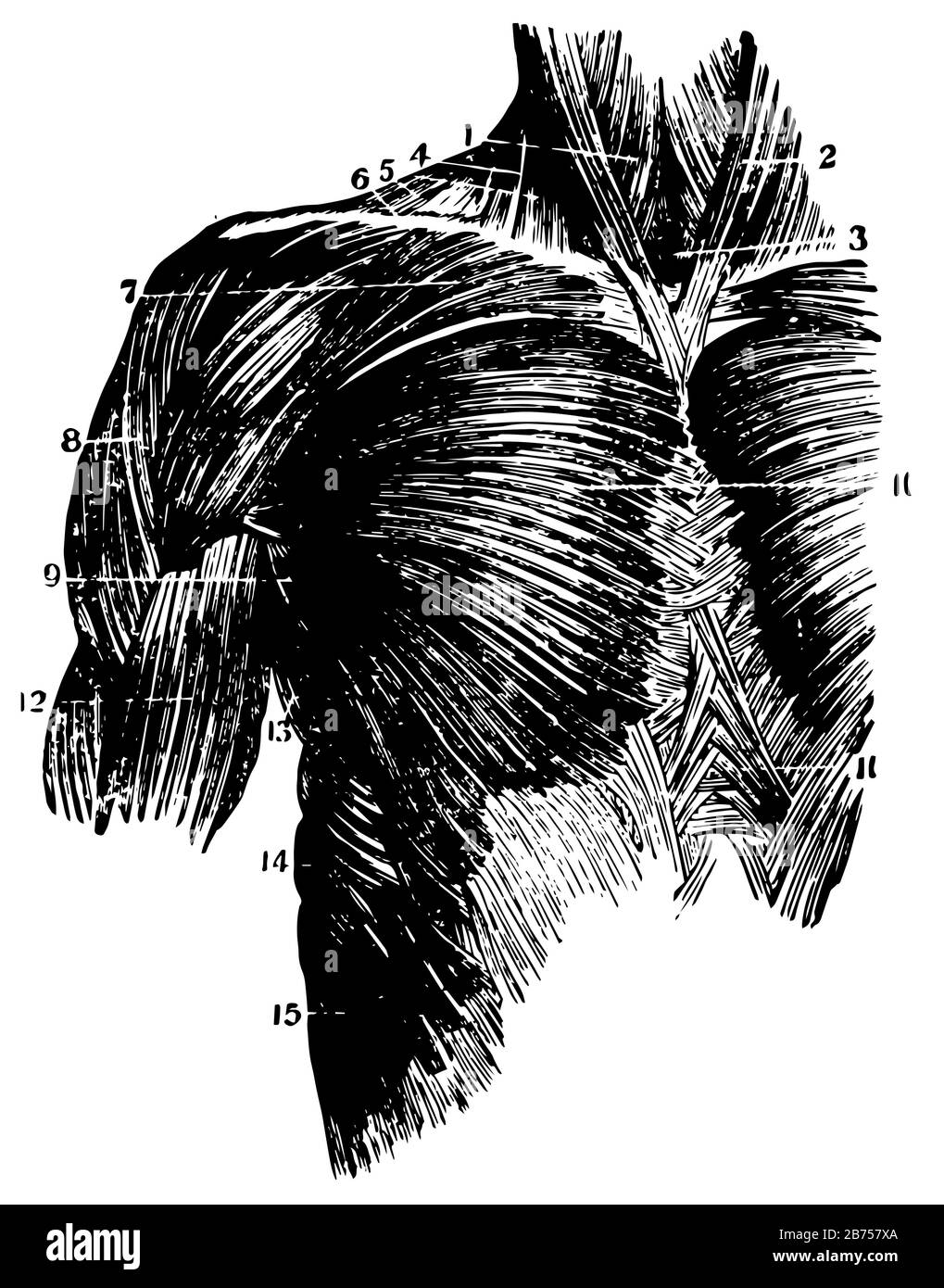 This illustration represents Chest Muscles, vintage line drawing or ...