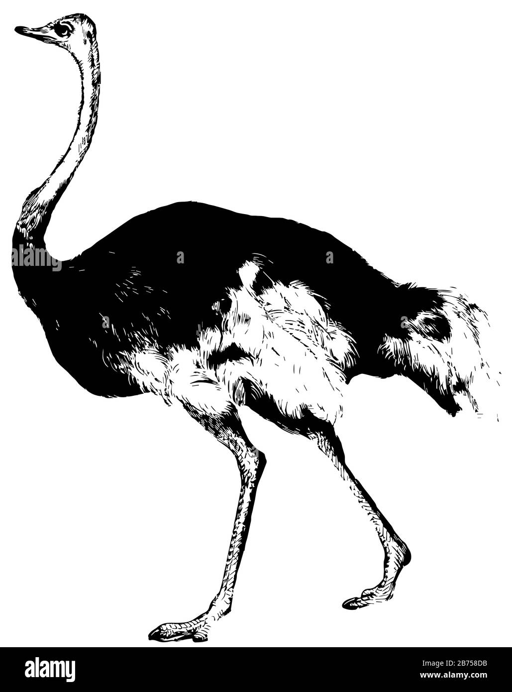 Ostrich can run rapidly with its wings outstretched, vintage line ...