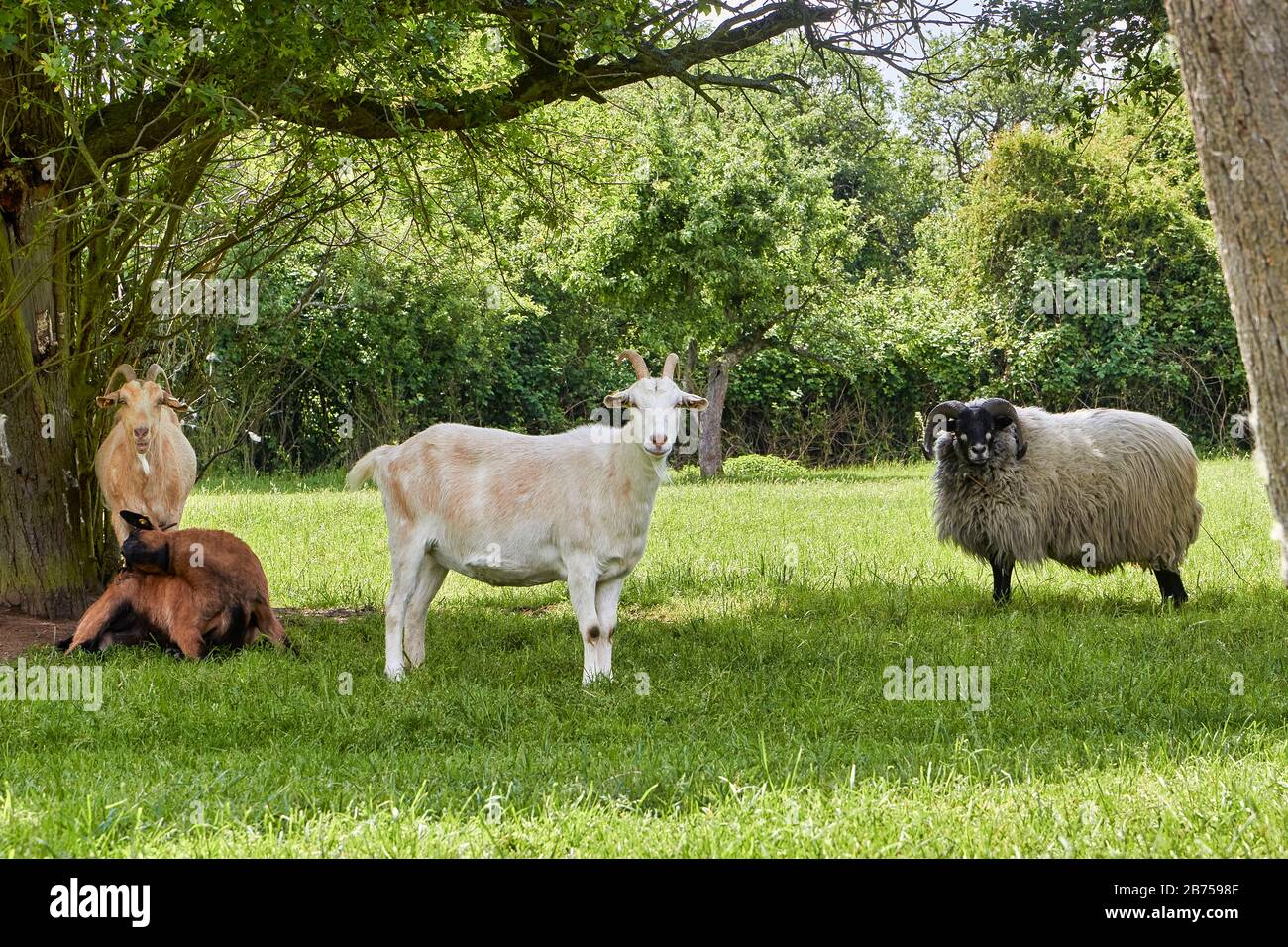 Boer goat in a meadow hi-res stock photography and images - Alamy