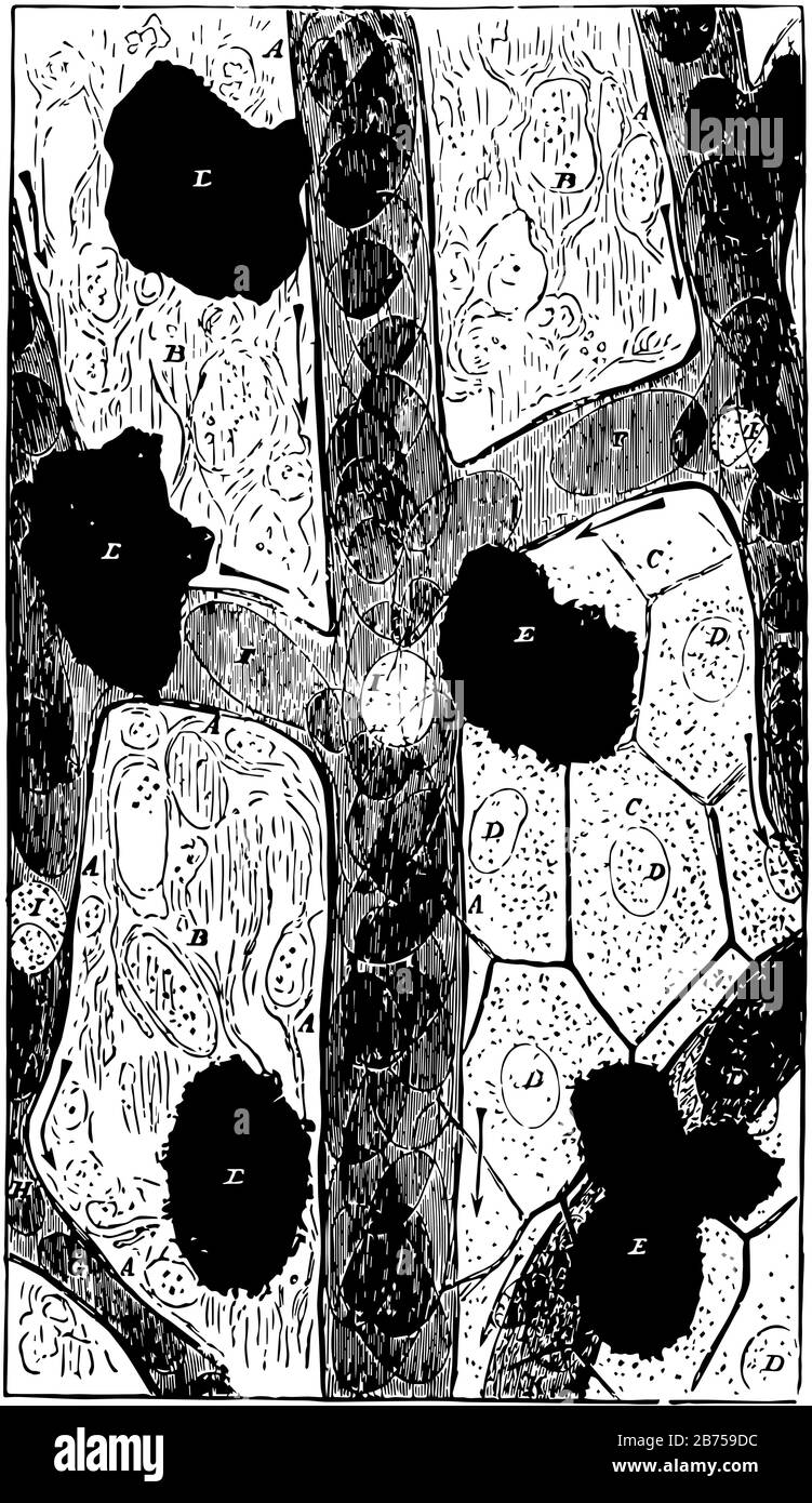 Tissue of web lying between the capillaries, vintage line drawing or ...