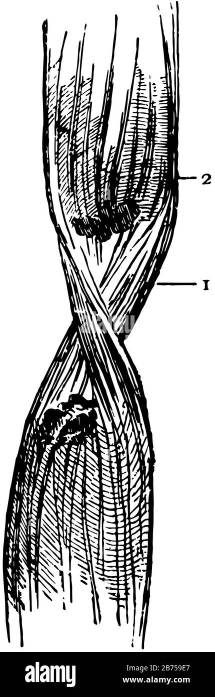 This illustration represents Fibers, vintage line drawing or engraving ...