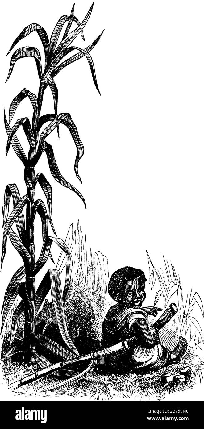 This illustration represents Sugar Cane which is probably a native to ...