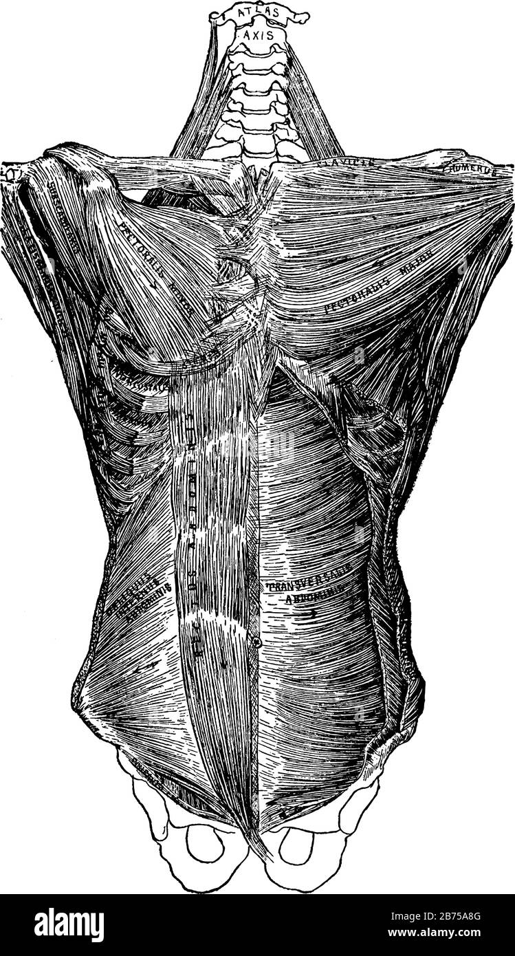 This illustration represents Deep Muscles of the Trunk of the Body ...