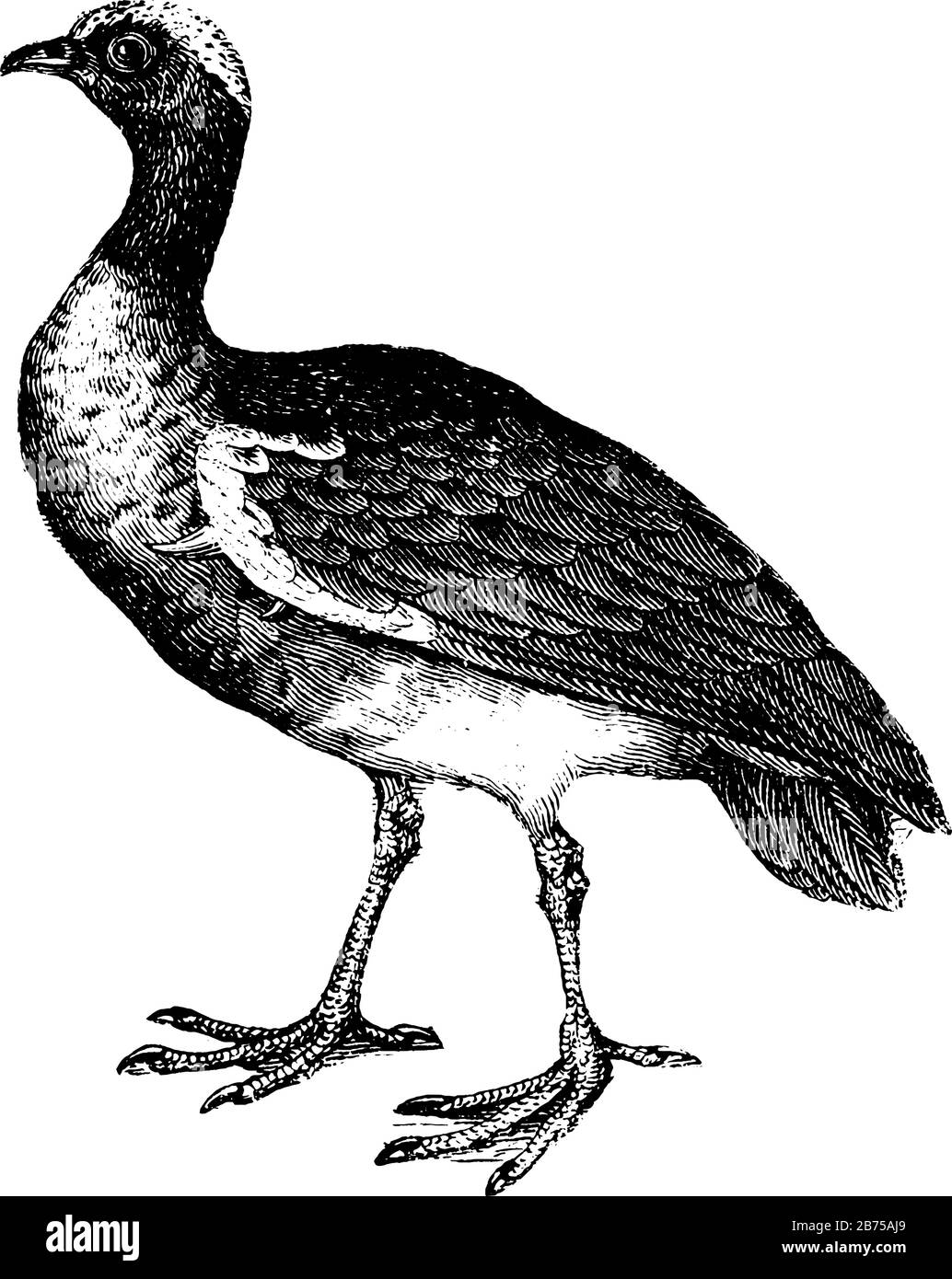 Screamer live near moist marshy locations or sandy streams, vintage ...
