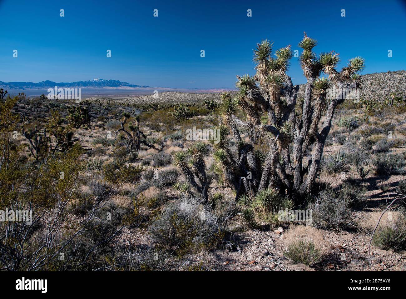 Plants Of Southern Utah